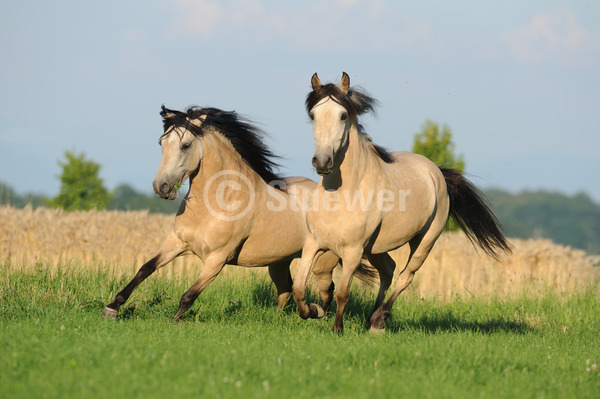 Sabine Stuewer PFERDEFOTOGRAFIE | Pferdefoto | Pferdefotografie | ID 233227